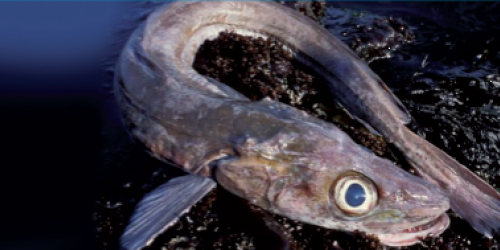 Lingue bleue | Guide des espèces